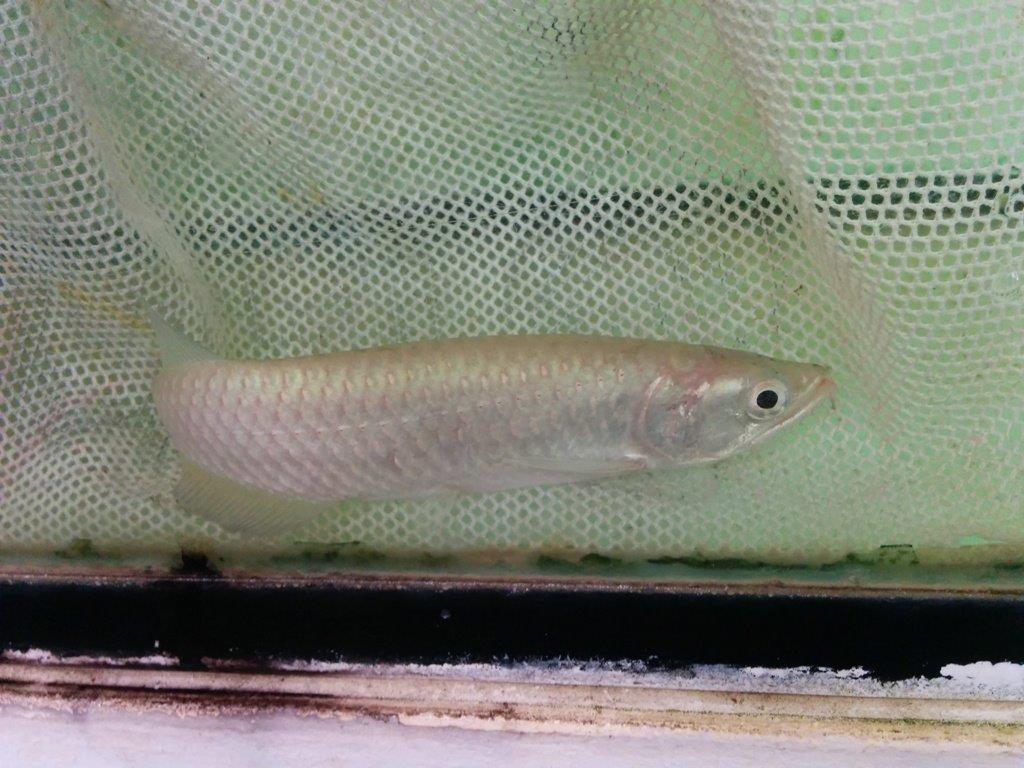 5D Tropical. JARDINI AROWANA 5"