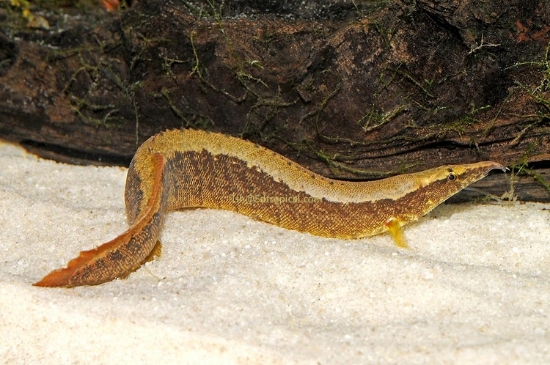 TIRETRACK EEL 8-9"- | 5D Tropical