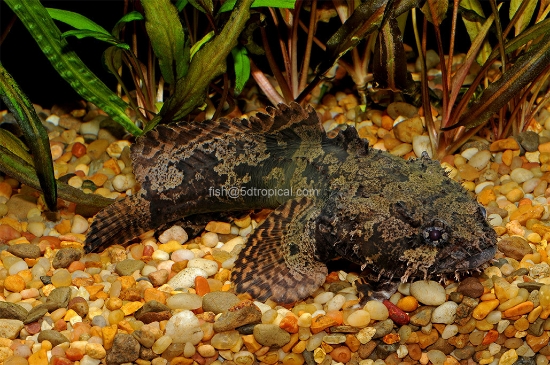 TOAD FISH | 5D Tropical