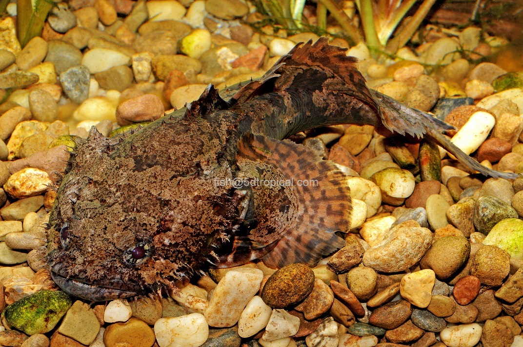 TOAD FISH | 5D Tropical