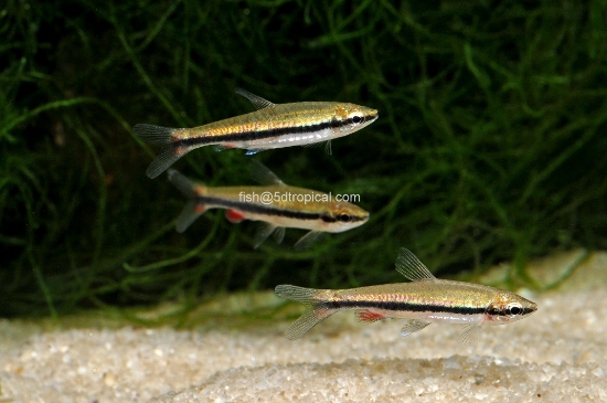 GOLD PENCIL FISH | 5D Tropical