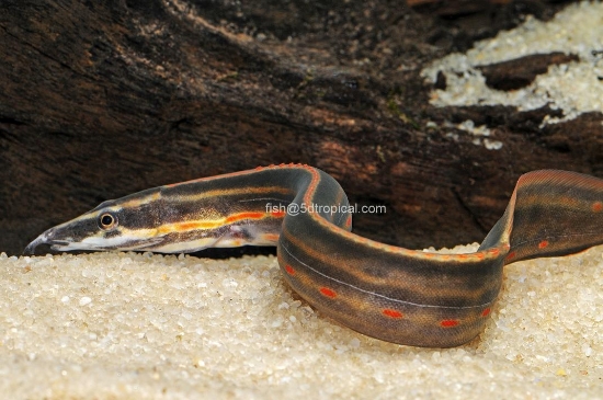 FIRE EEL 3-4"-W.W. | 5D Tropical