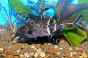 Freshwater Fish for Aquariums | 5D Tropical