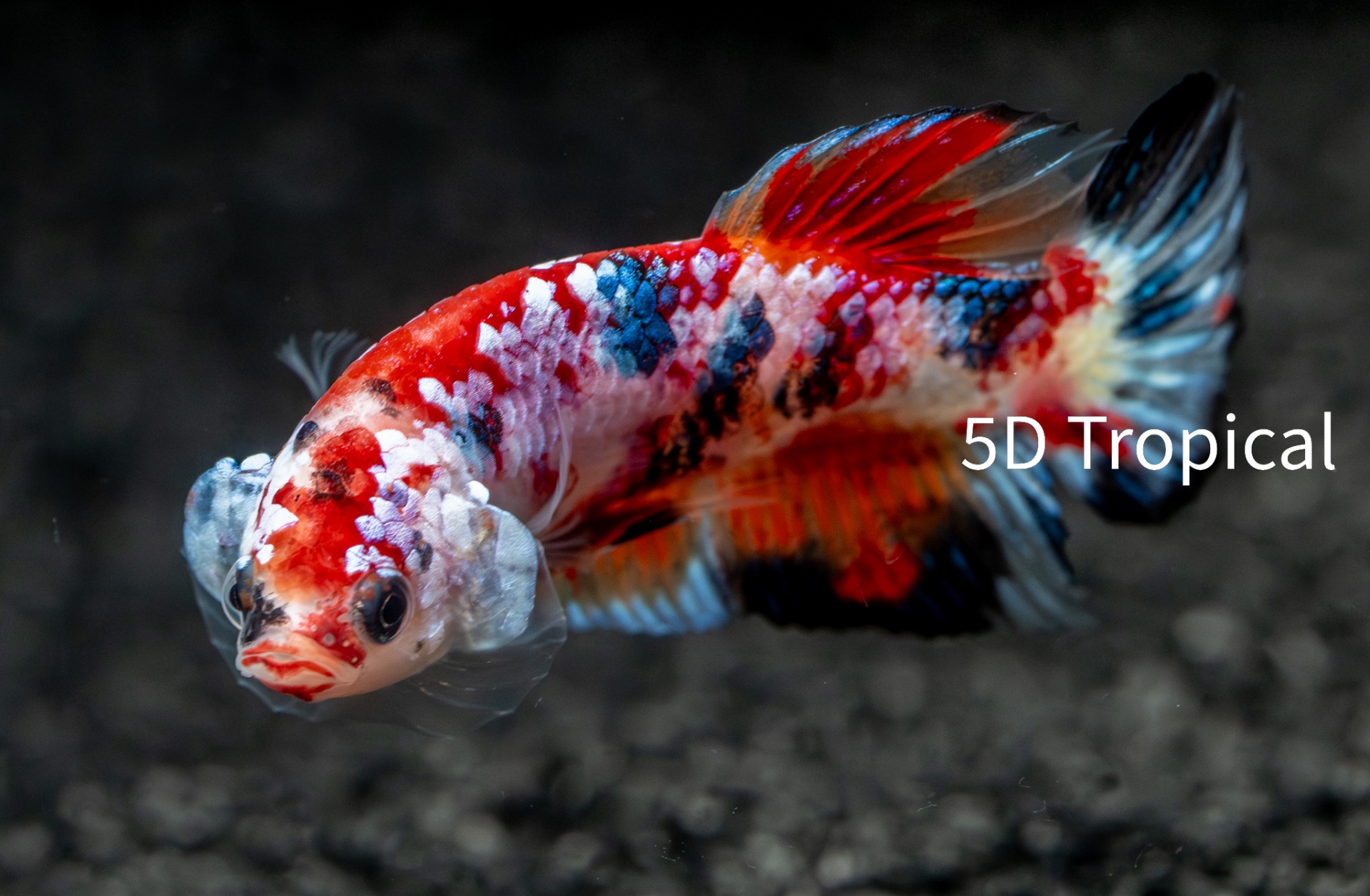 KOI BETTA MALE- | 5D Tropical